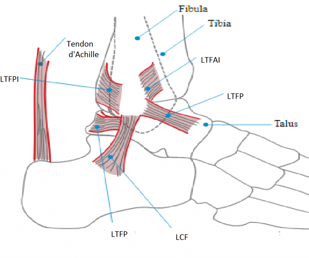 L'entorse de la cheville - Collège des hautes études en médecine